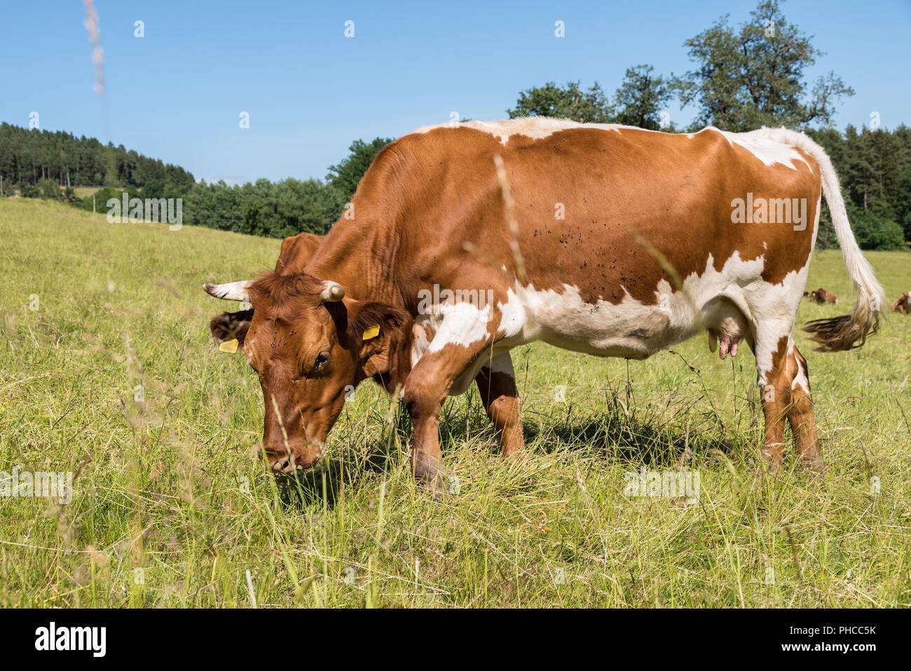 Cows identification hi-res stock photography and images - Alamy