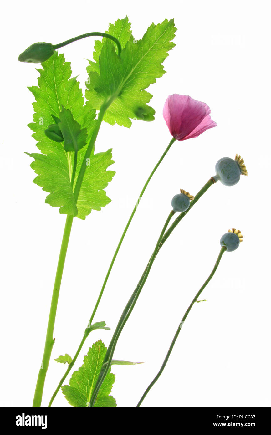 Poppy flower (Papaver somniferum Stock Photo - Alamy