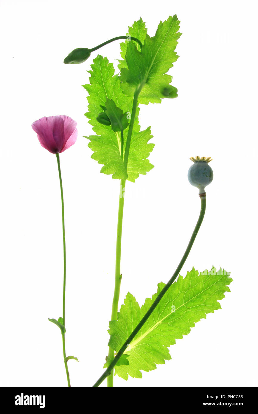 Poppy flower (Papaver somniferum Stock Photo - Alamy