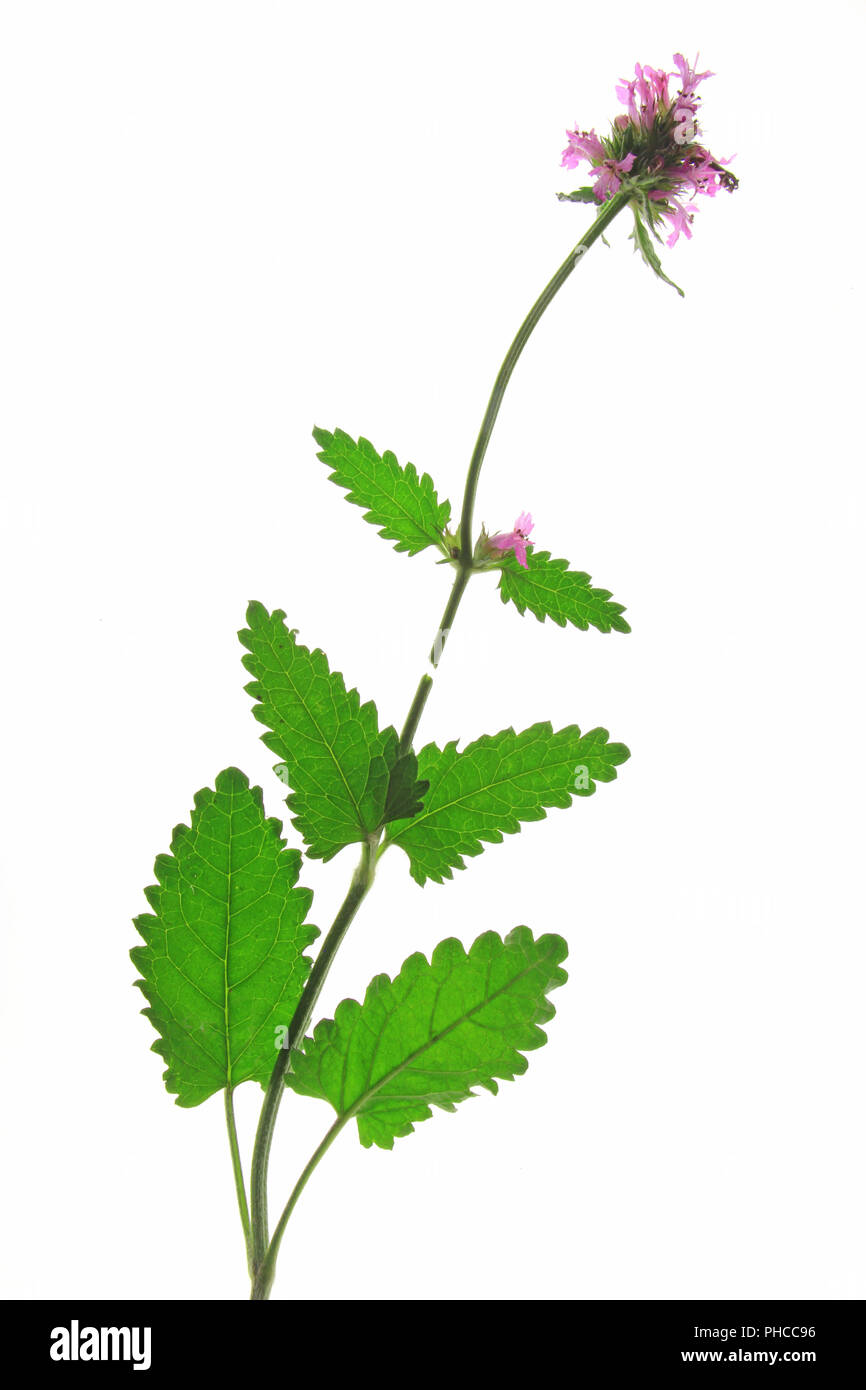 Purple betony, common hedgenettle (Betonica officinalis, Stachys ...