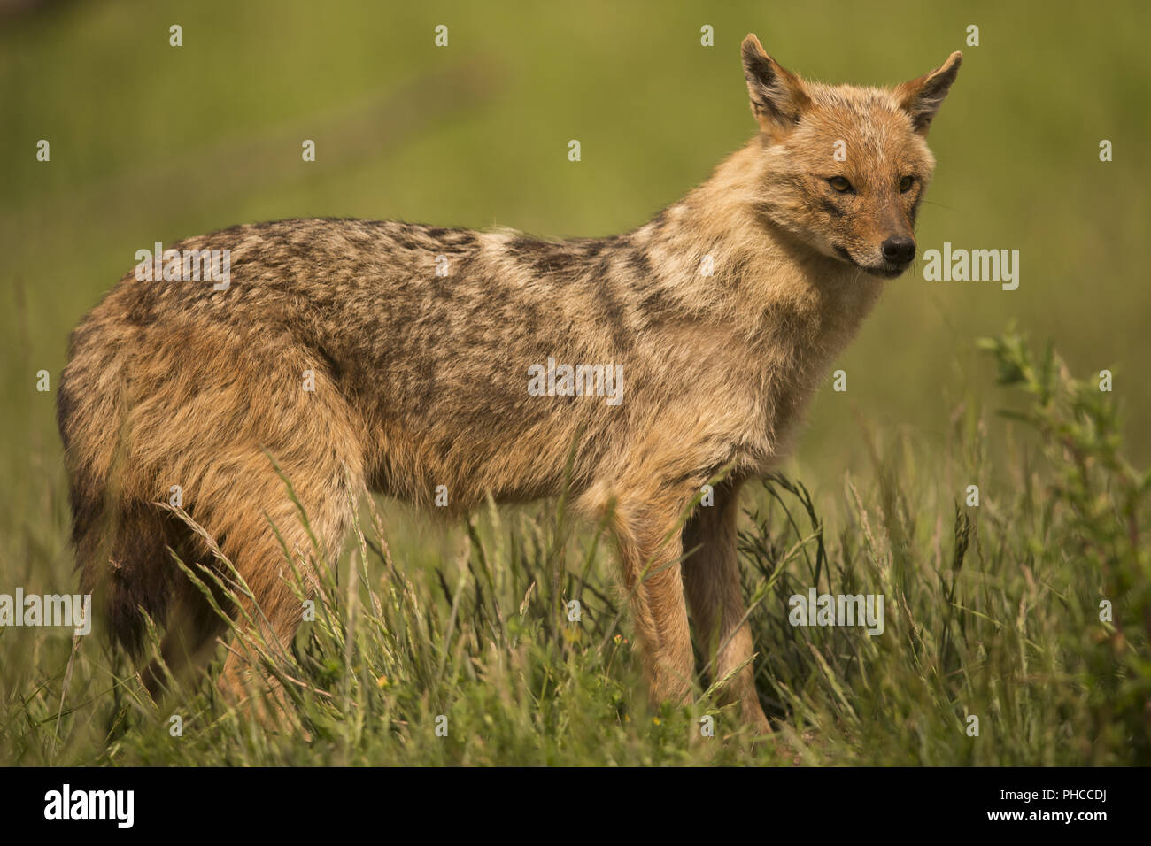 Portrait golden jackal Stock Photo - Alamy