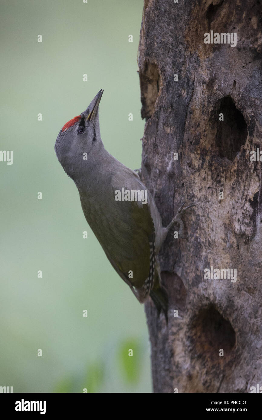 Grey headed woodpecker male hi-res stock photography and images - Alamy