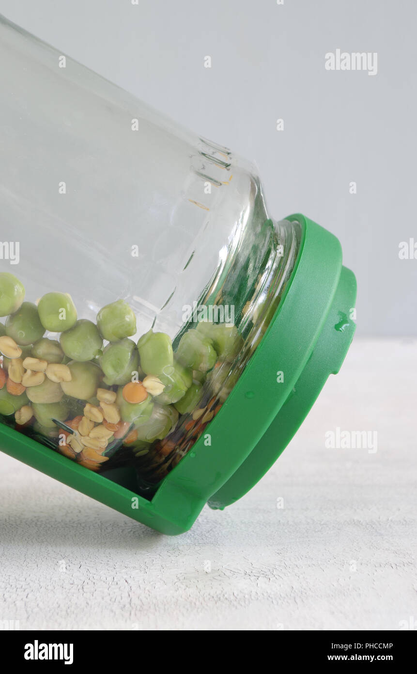sprouts propagation by seed in a sprouter Stock Photo - Alamy