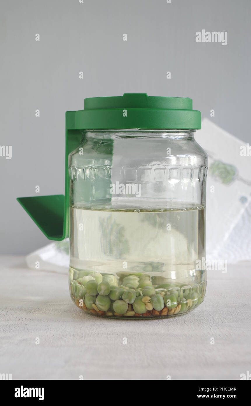 sprouts propagation by seed in a sprouter Stock Photo - Alamy