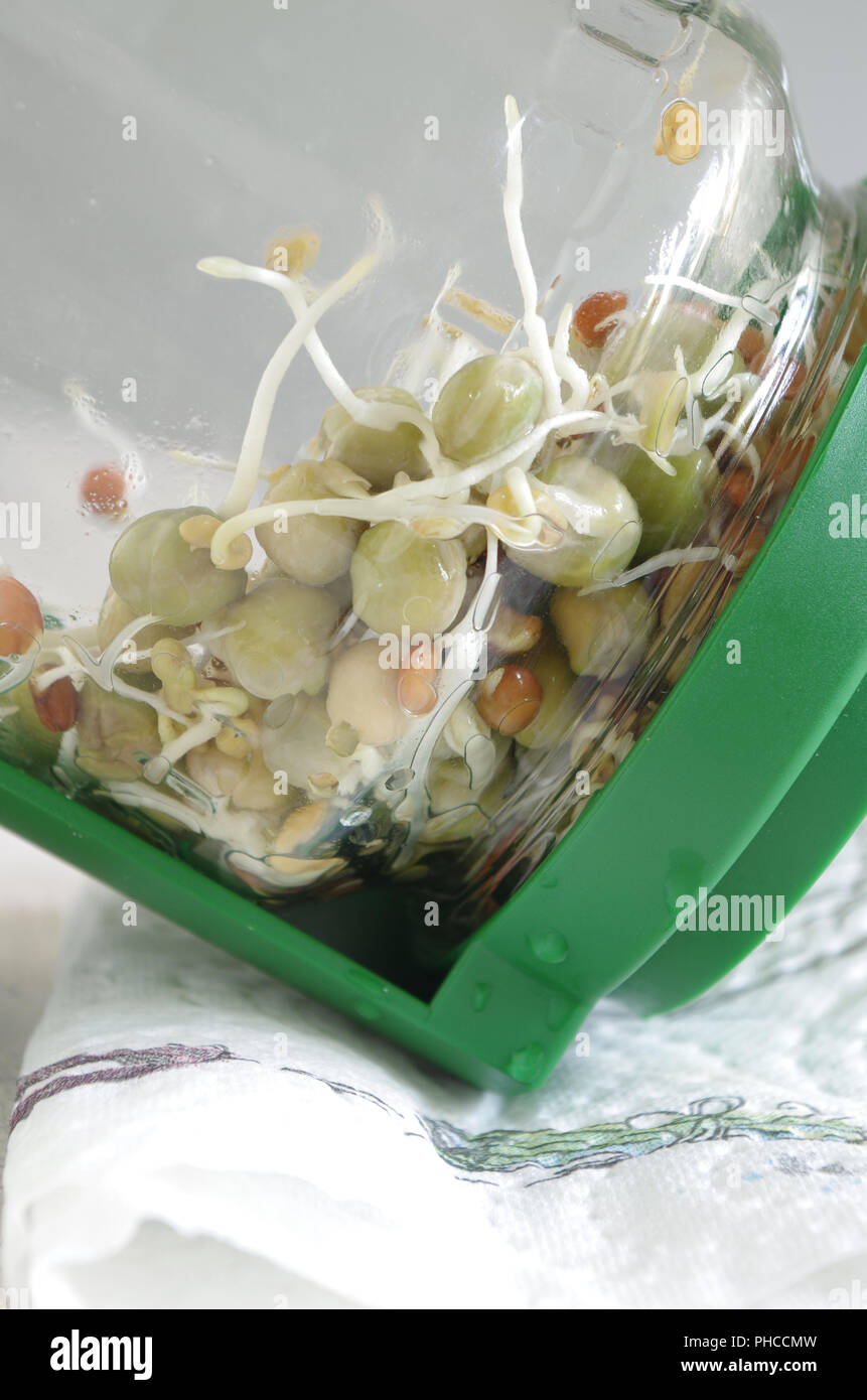 Sprouter tray hi-res stock photography and images - Alamy