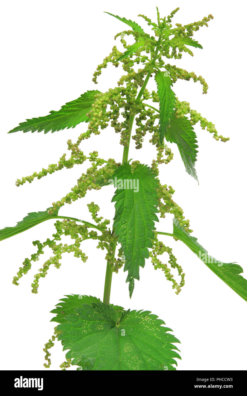 Stinging nettle urtica dioica hi-res stock photography and images - Alamy