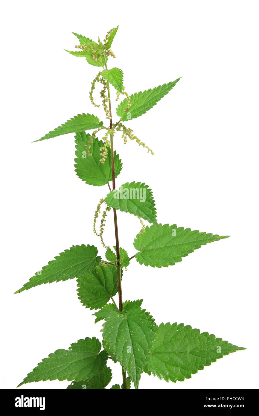 Urtica dioica flower hi-res stock photography and images - Alamy