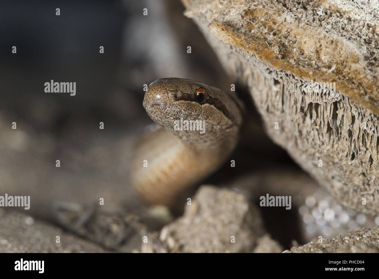Smooth snake hi-res stock photography and images - Alamy