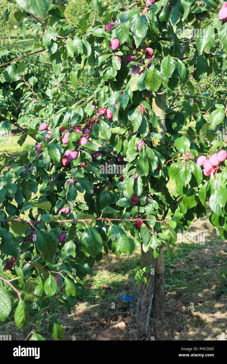Victoria plum trees hi-res stock photography and images - Alamy