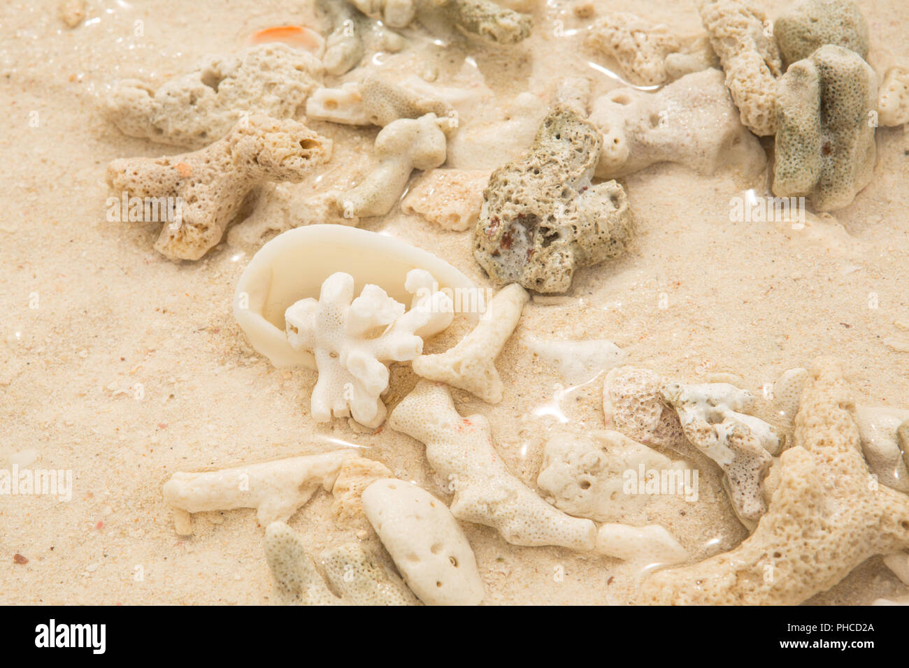 Coral and shell hi-res stock photography and images - Alamy
