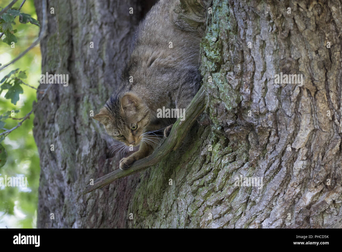european wildcat climbing Stock Photo - Alamy