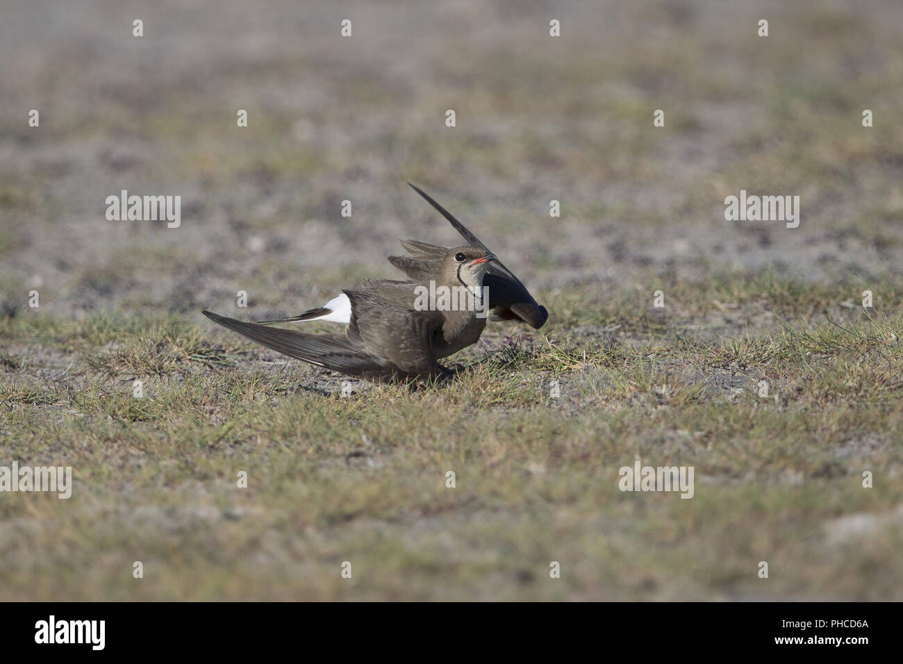Collared Pratincole High Resolution Stock Photography and Images - Alamy