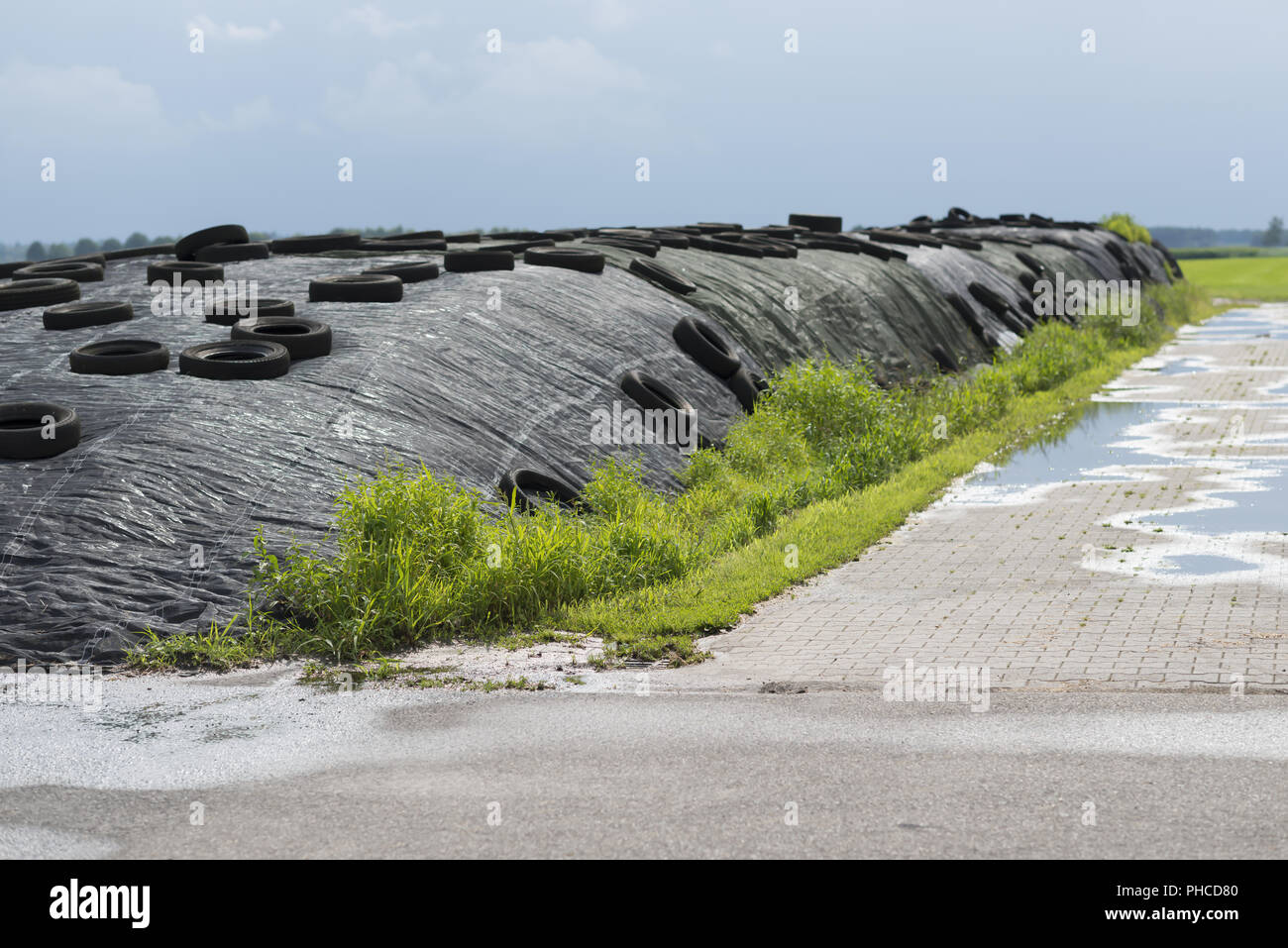 Ensilage on a dairy farm Stock Photo - Alamy