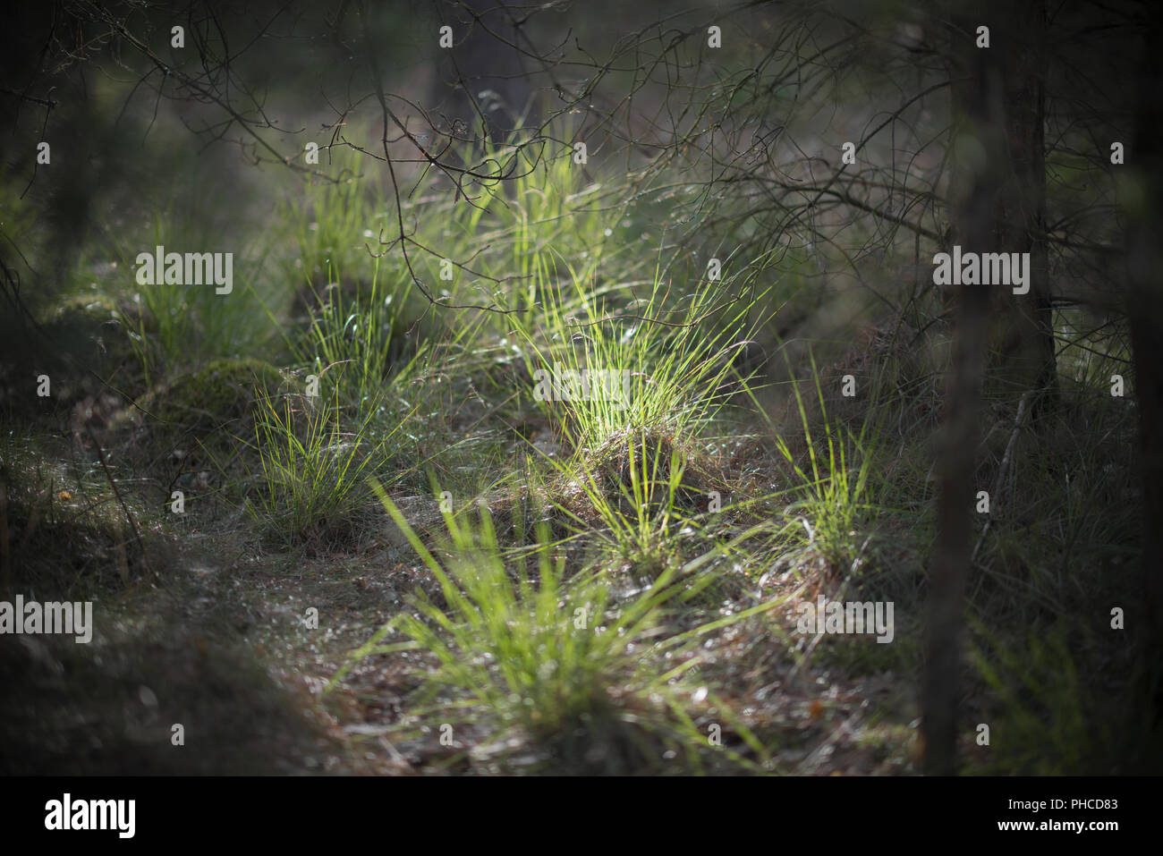 Green grass in evening forest hi-res stock photography and images - Alamy