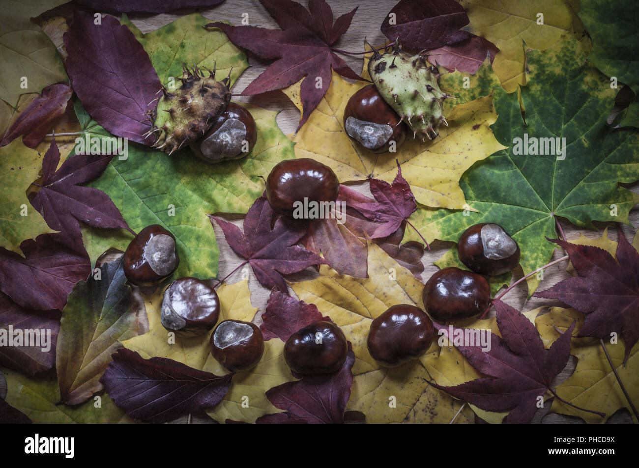 Face of foliage and chestnut Stock Photo - Alamy