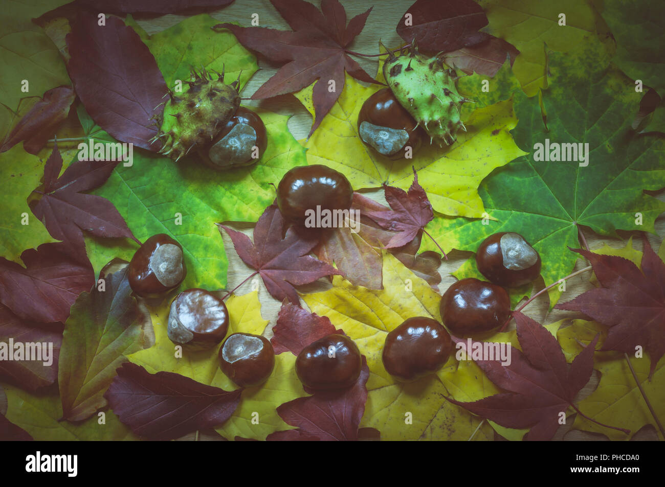 Foliage face hi-res stock photography and images - Alamy