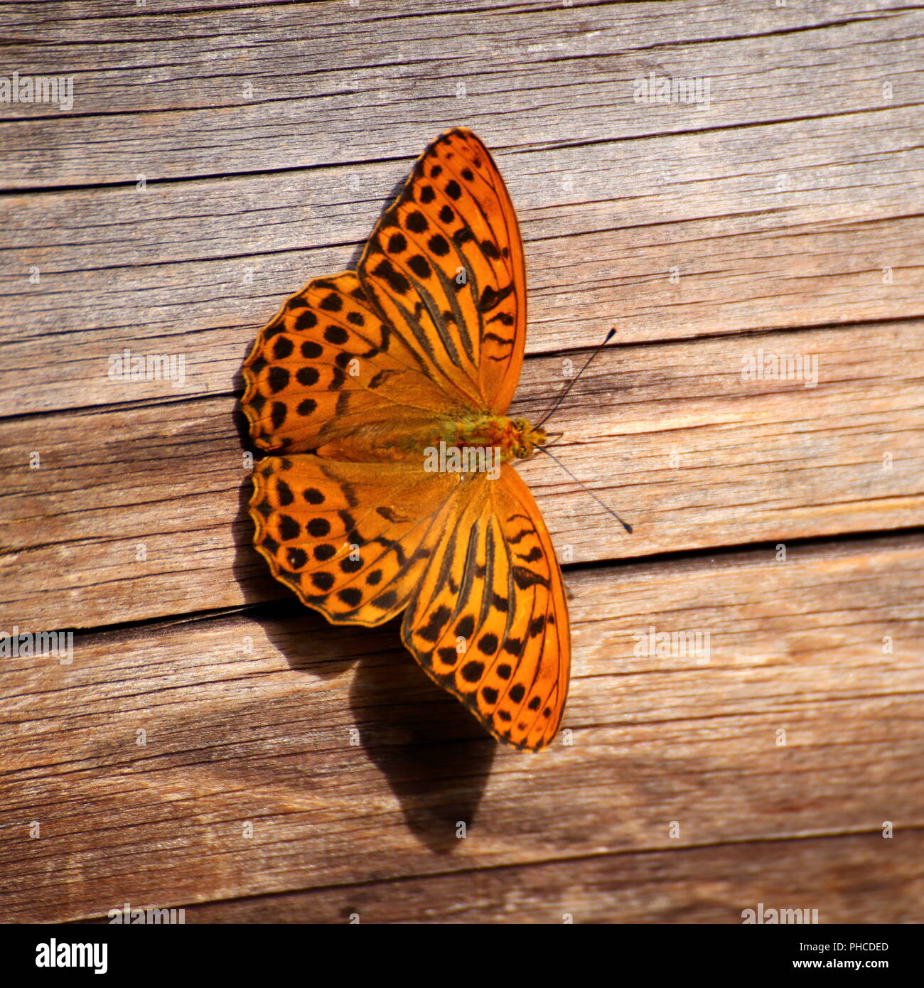 Spayeria hi-res stock photography and images - Alamy