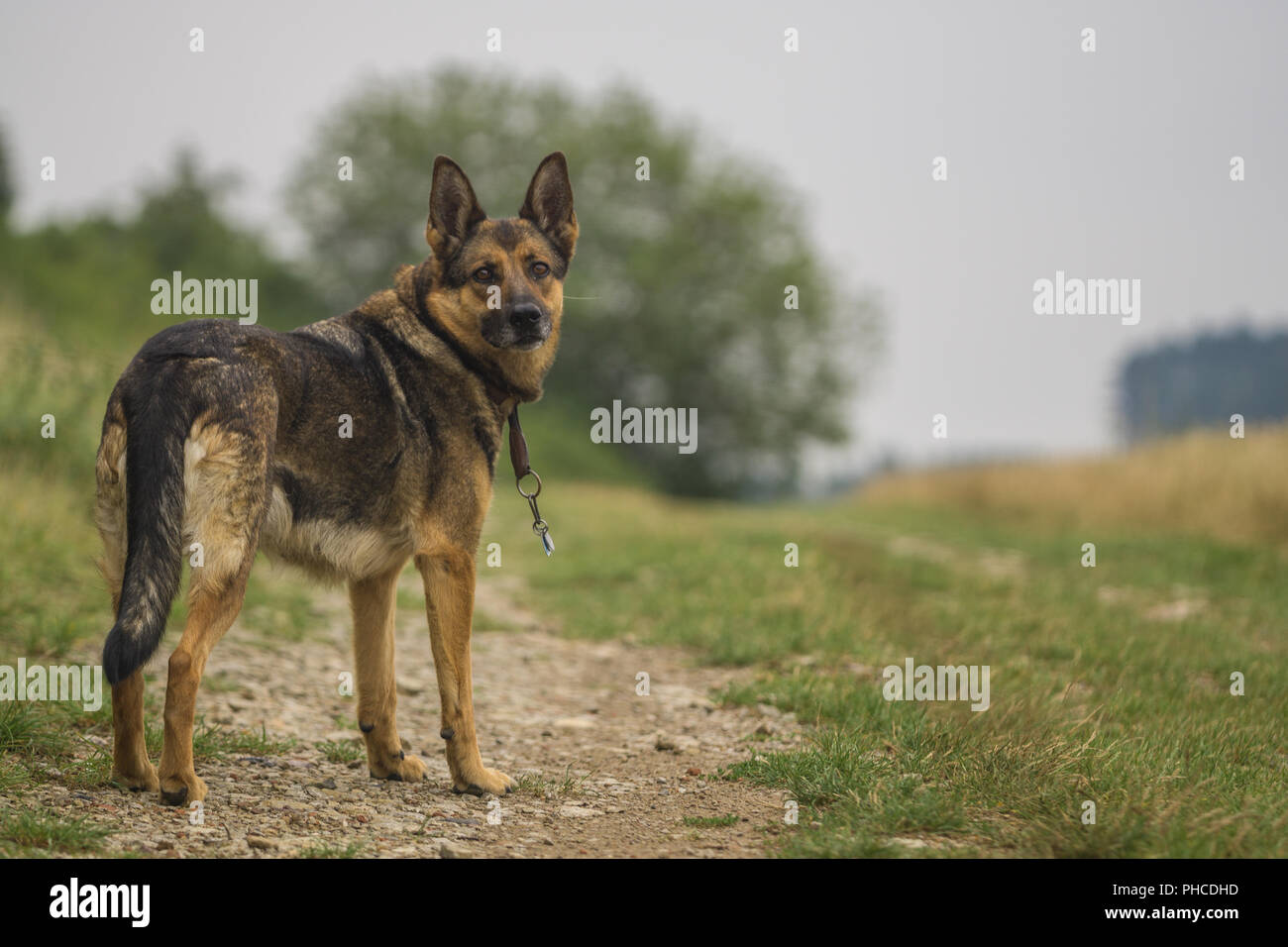 Bearded shepherd hi-res stock photography and images - Alamy