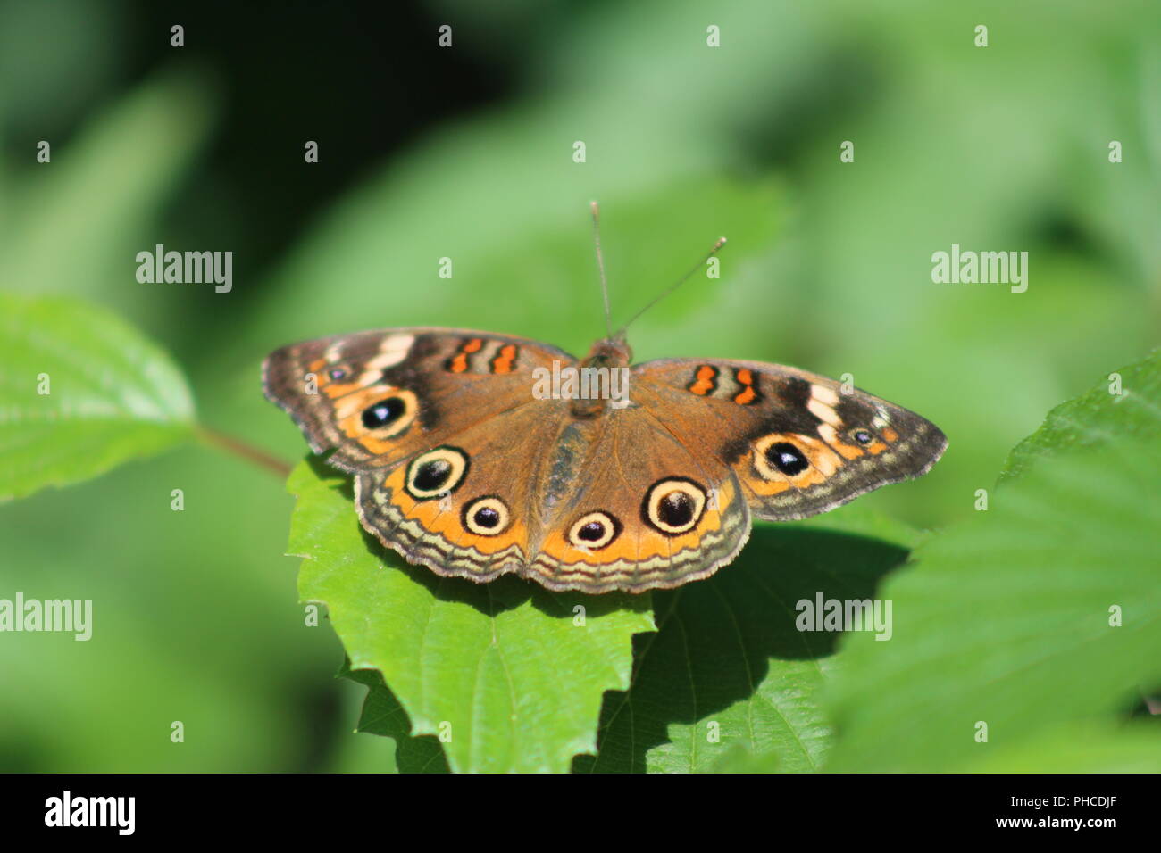 Butterfly flying above flowers hi-res stock photography and images - Alamy