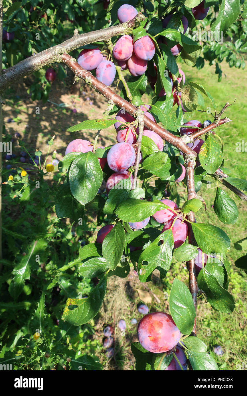 Plum trees hi-res stock photography and images - Alamy