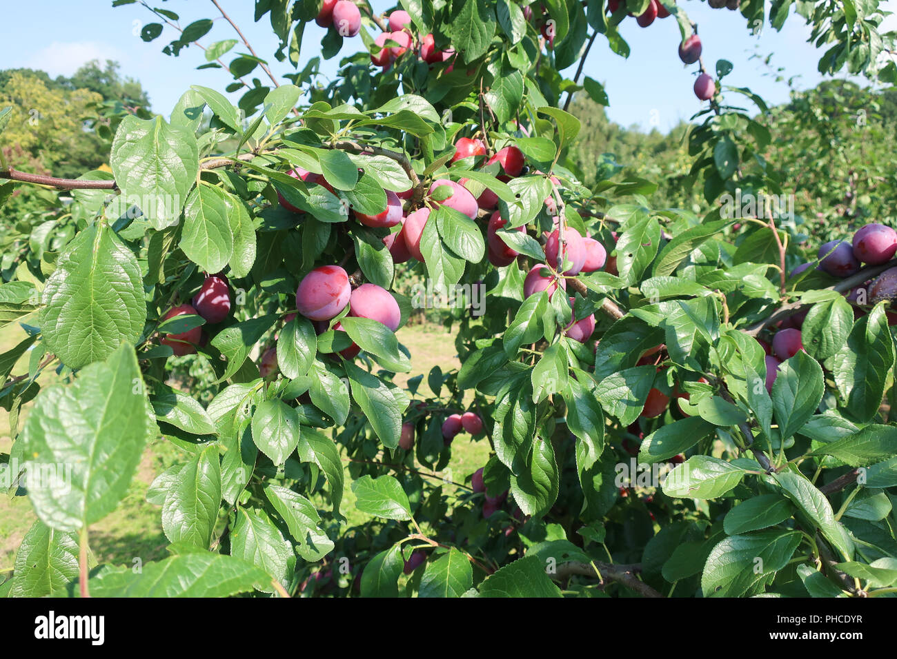 Victoria plum trees hi-res stock photography and images - Alamy