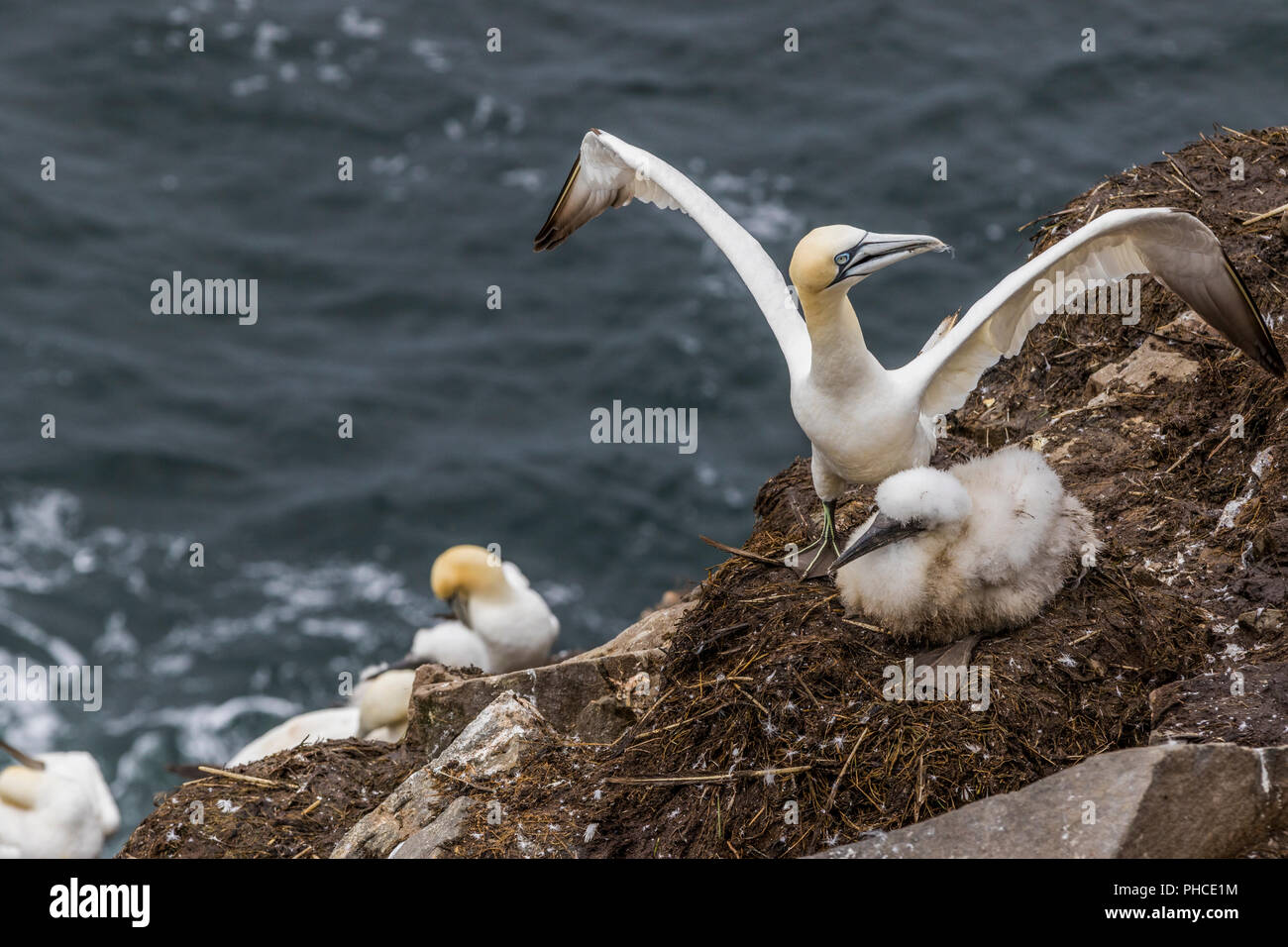 Spectacular seabird sanctuary hi-res stock photography and images - Alamy