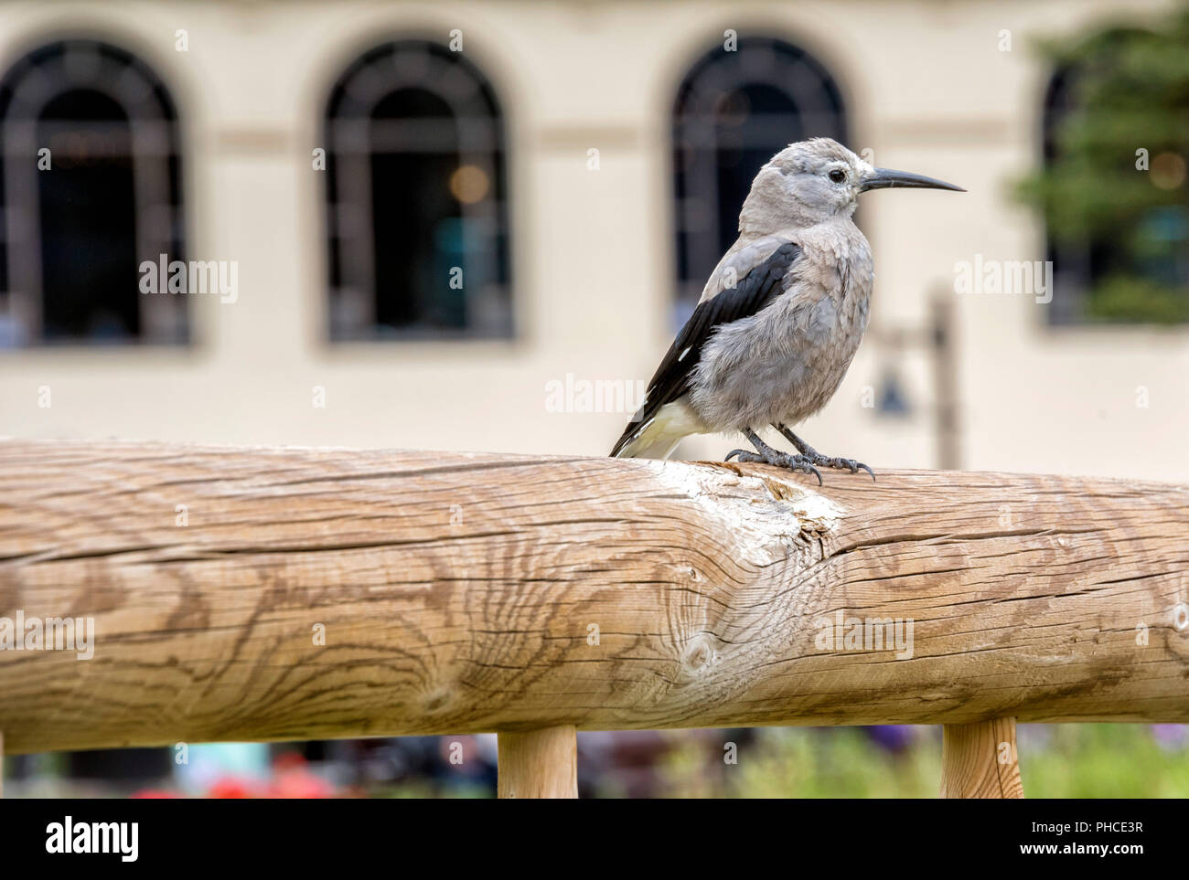 Nutcracker bird hi-res stock photography and images - Alamy