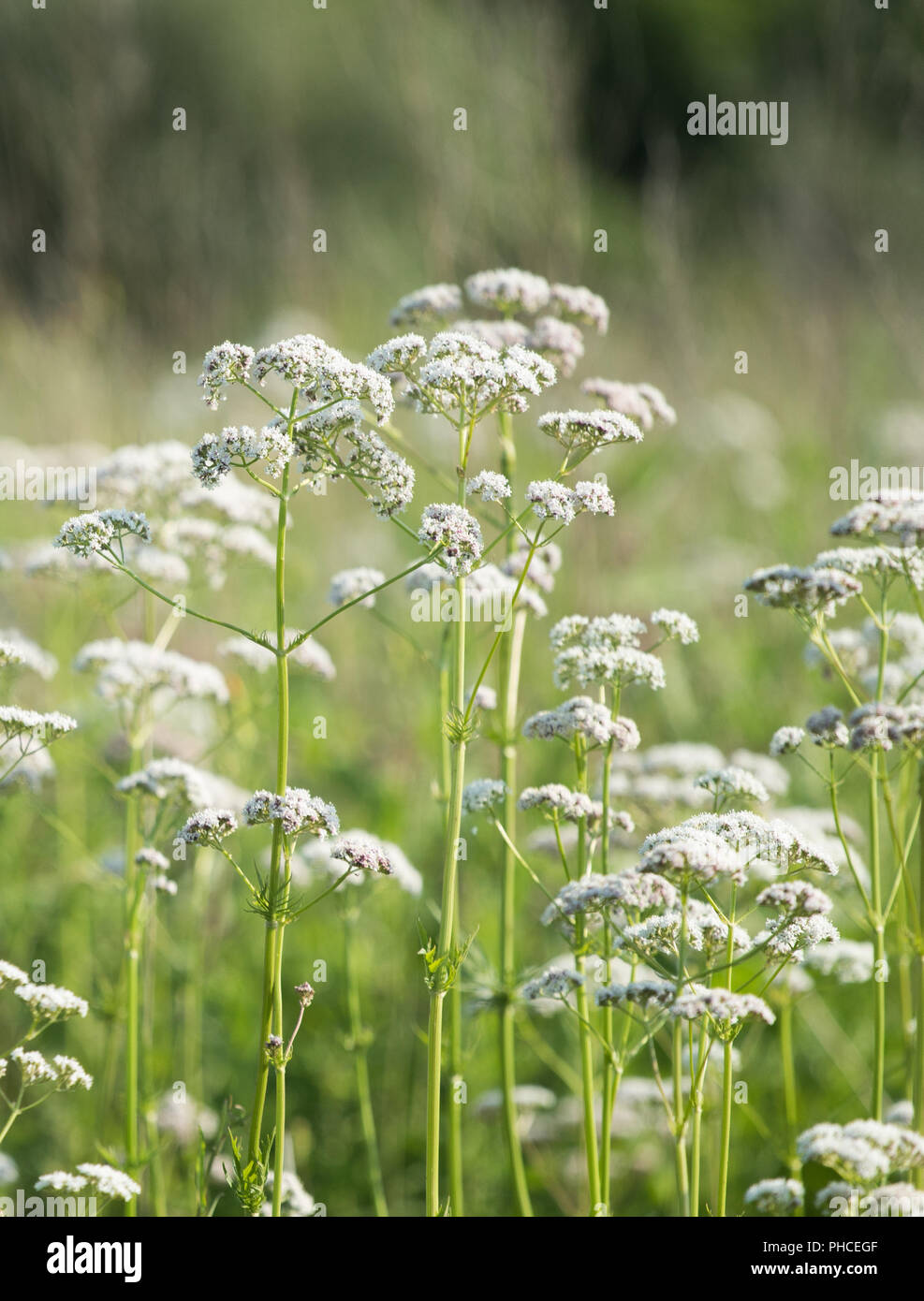 White Hemlock Flowers Stock Photo - Alamy