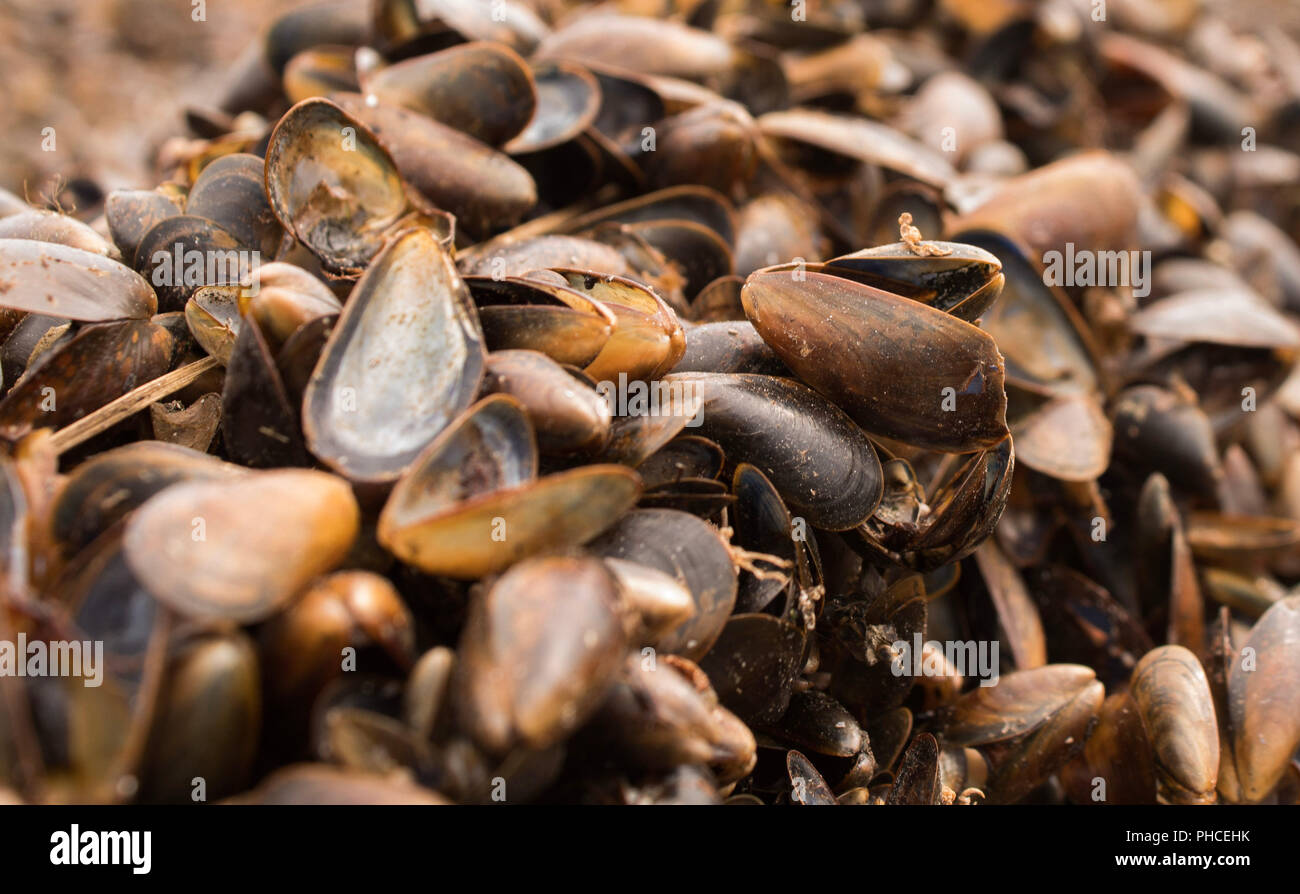 Wild mussel seeds hi-res stock photography and images - Alamy