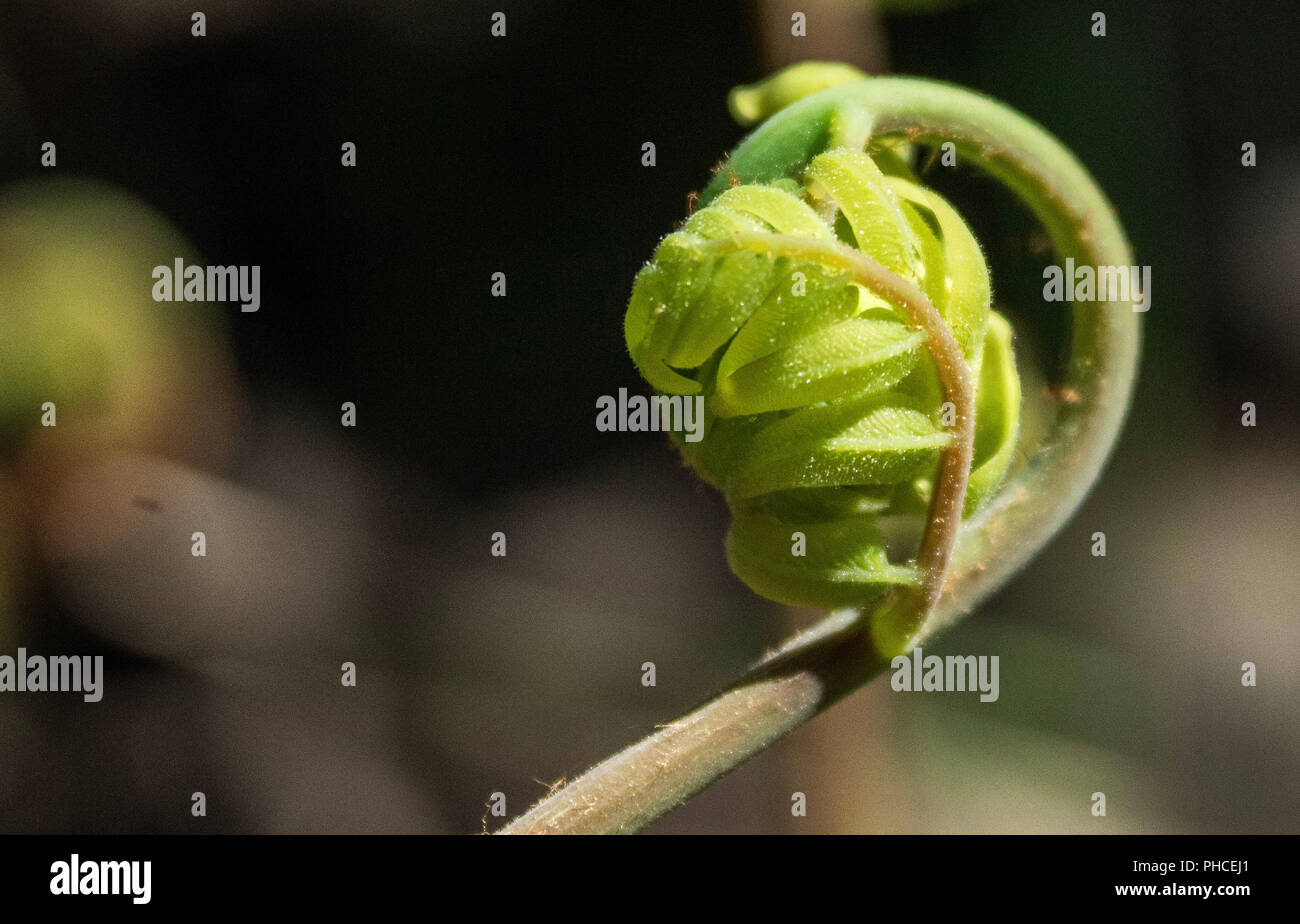 Fibbonacci sequence hi-res stock photography and images - Alamy