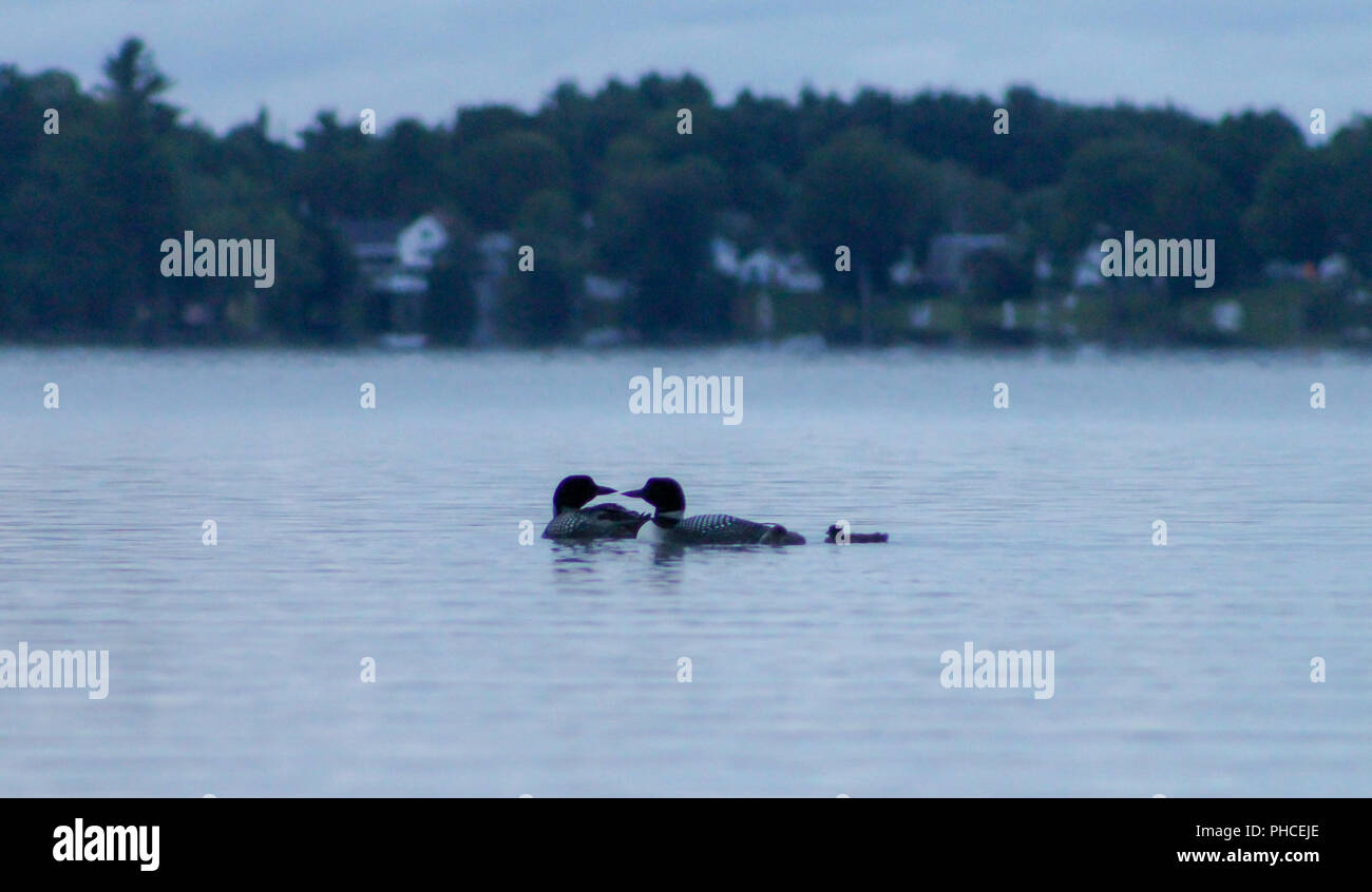 Common Loons with Their Young Stock Photo - Alamy