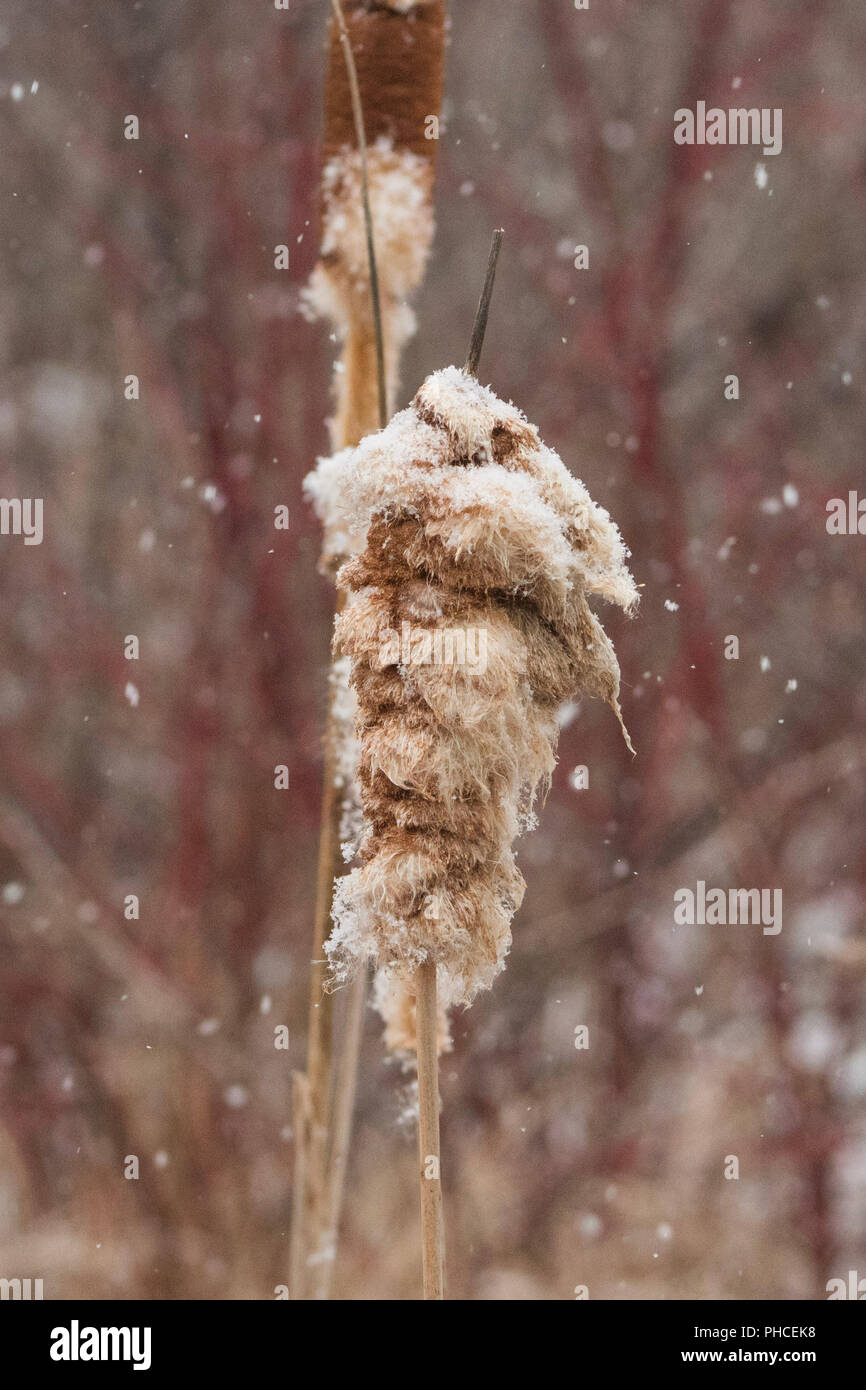 cattail flower seeding Stock Photo - Alamy