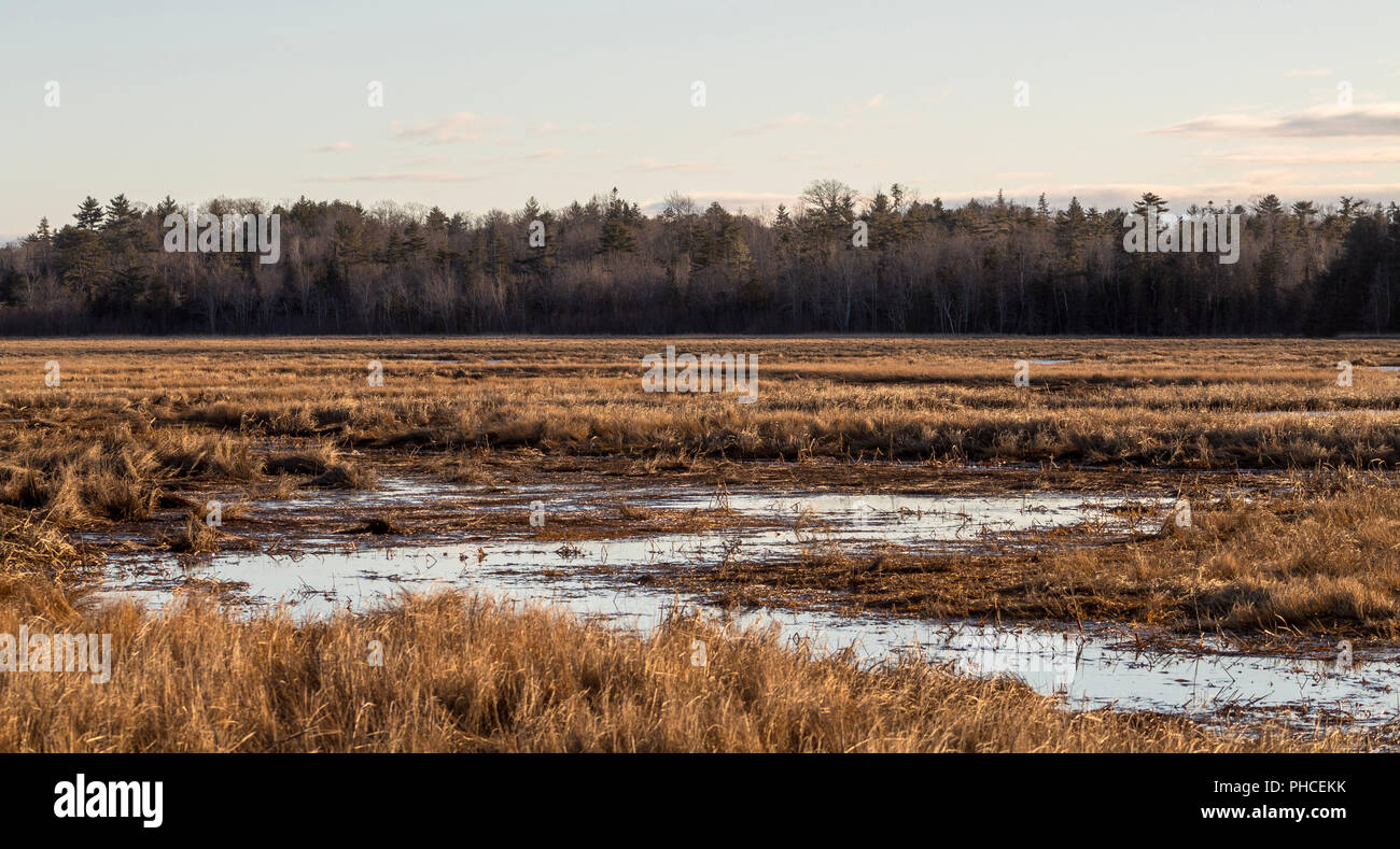 Brackish tidal marsh hi-res stock photography and images - Alamy