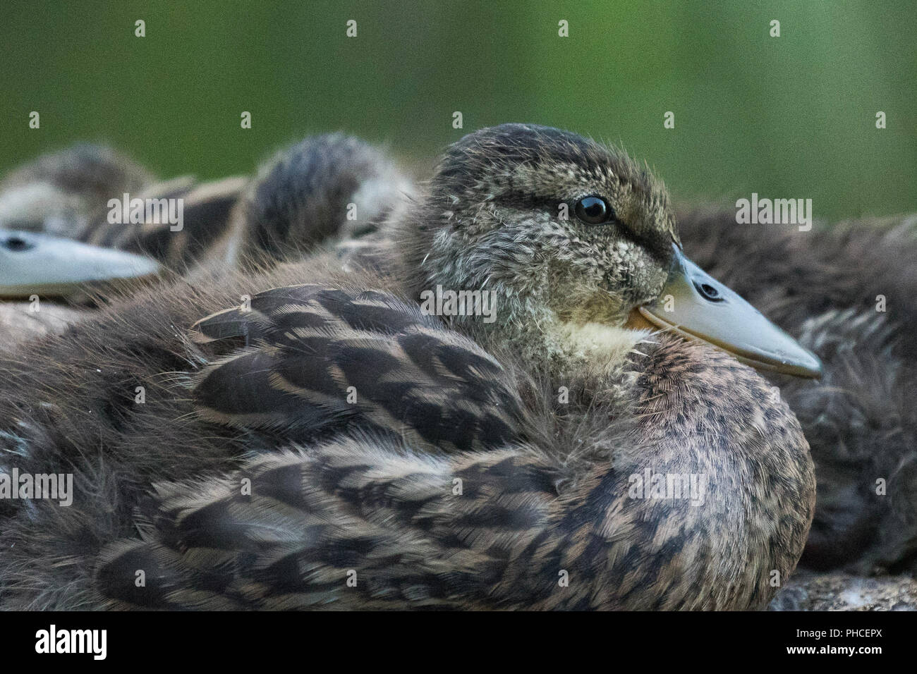 American Black Ducklings Stock Photo - Alamy
