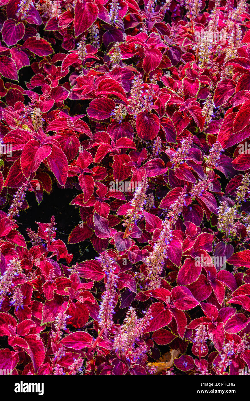 Ground-cover floral carpet of red leaves of the garden koleus. Nature ...