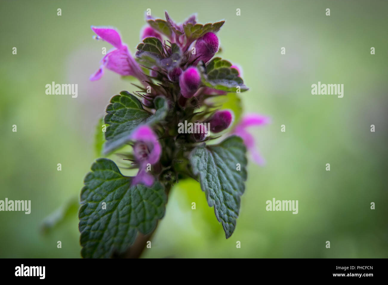 Purple dead nettles hi-res stock photography and images - Alamy