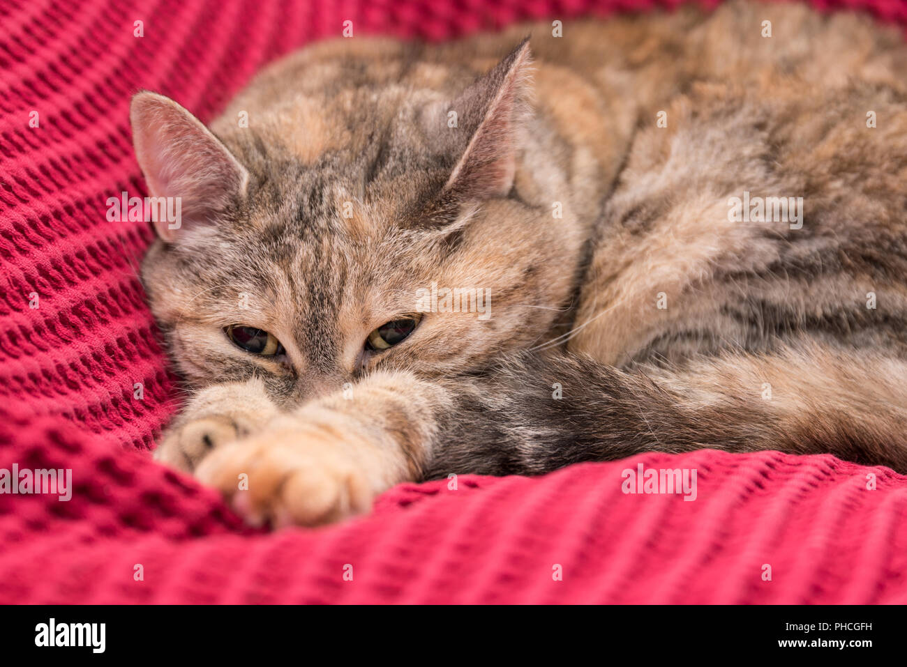 Comfortably hi-res stock photography and images - Alamy