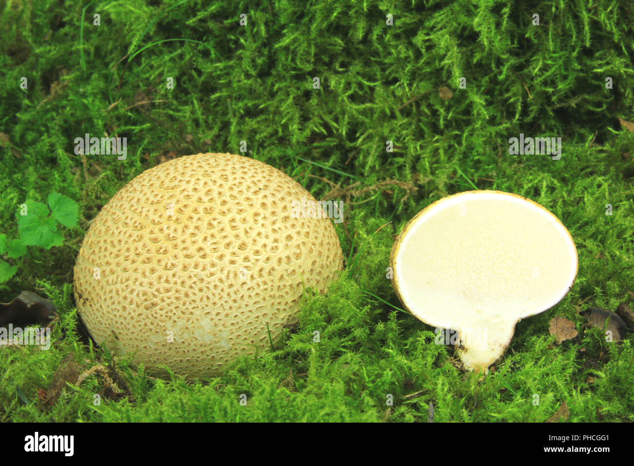 Common earthball (Scleroderma citrinum Stock Photo - Alamy