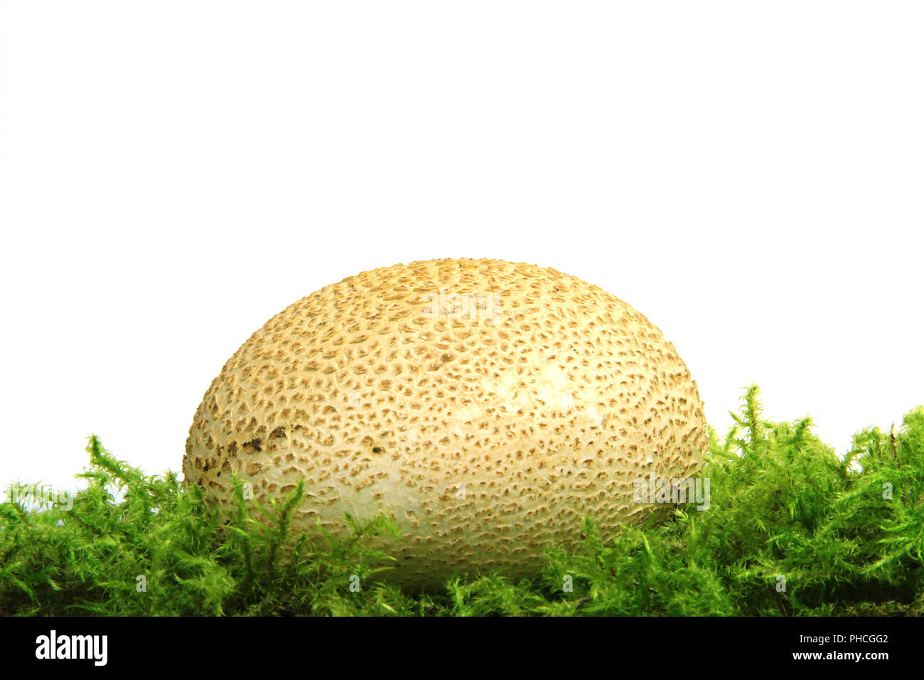 Scleroderma vulgare hi-res stock photography and images - Alamy