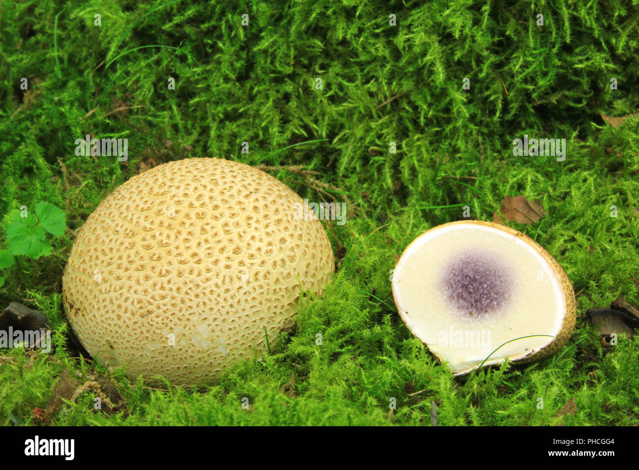 Citrinum hi-res stock photography and images - Alamy