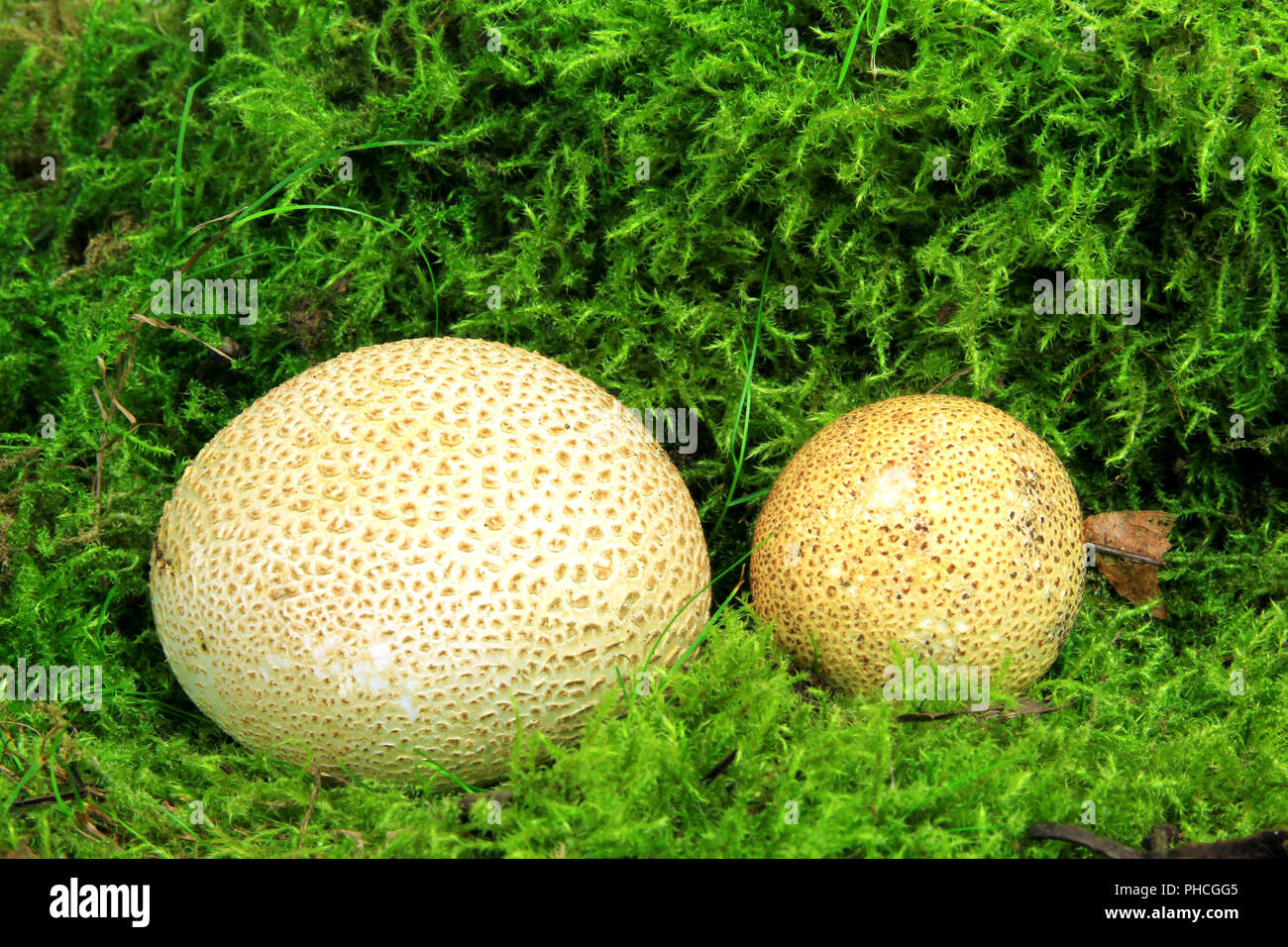 Common earthball (Scleroderma citrinum Stock Photo - Alamy