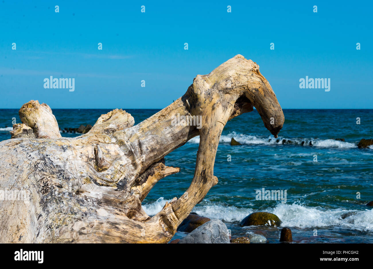 driftwood at beach Stock Photo - Alamy