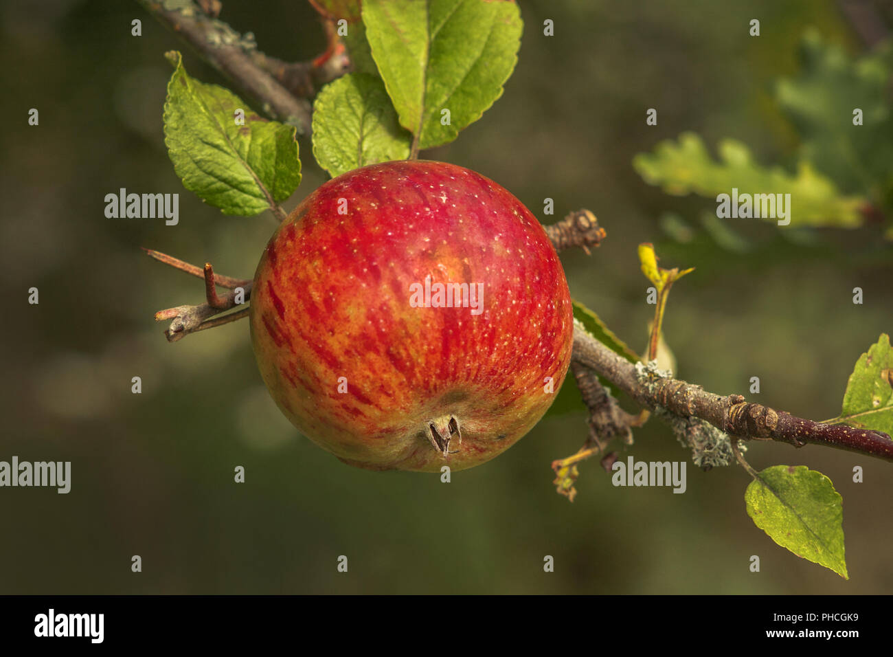 Wild apple hi-res stock photography and images - Alamy
