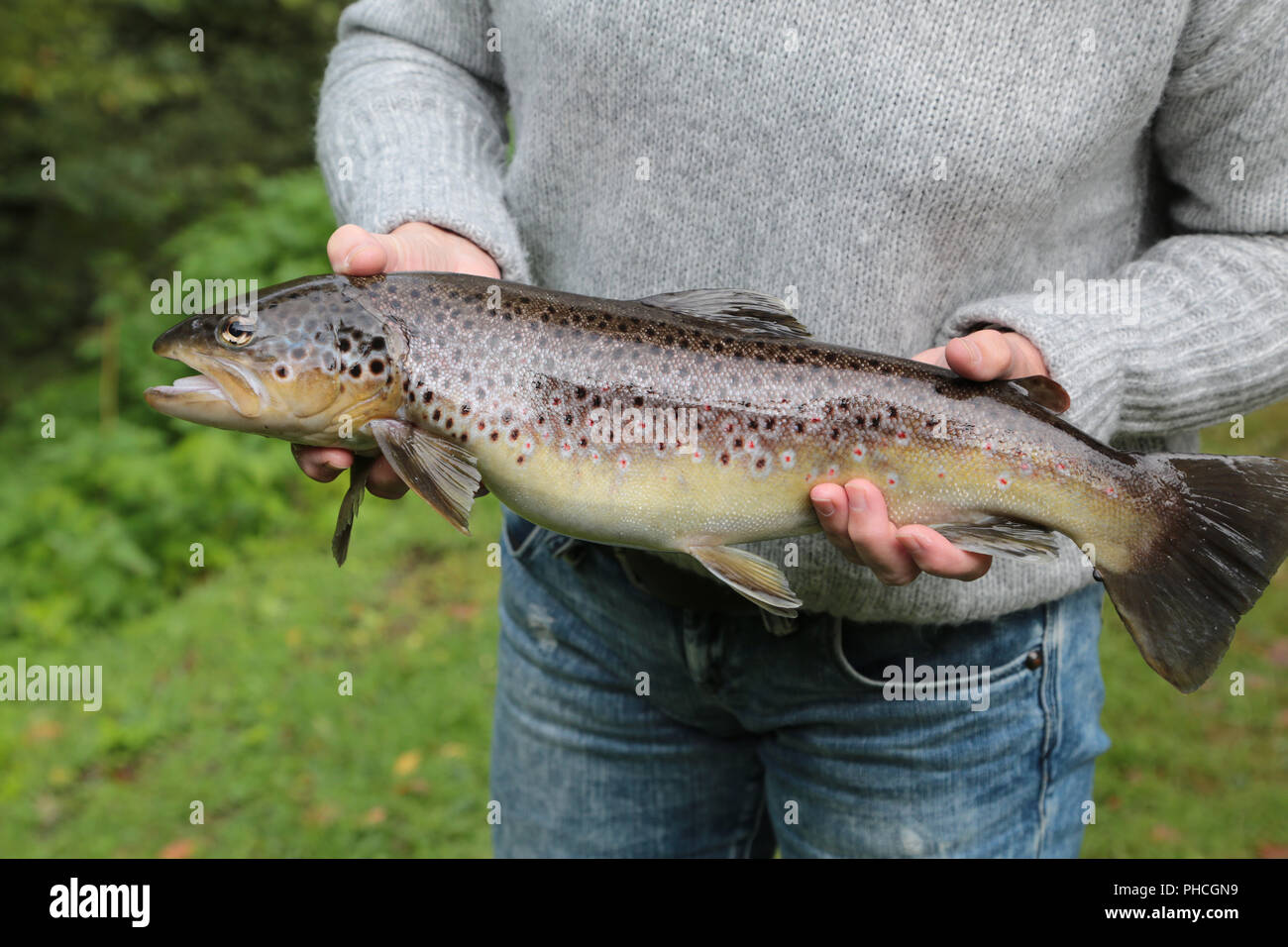 Presentation of a brown trout, Salmo trutta fario Stock Photo - Alamy