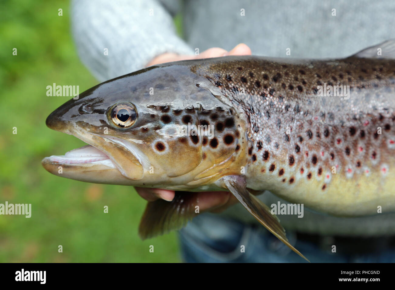 Brown trout hi-res stock photography and images - Alamy