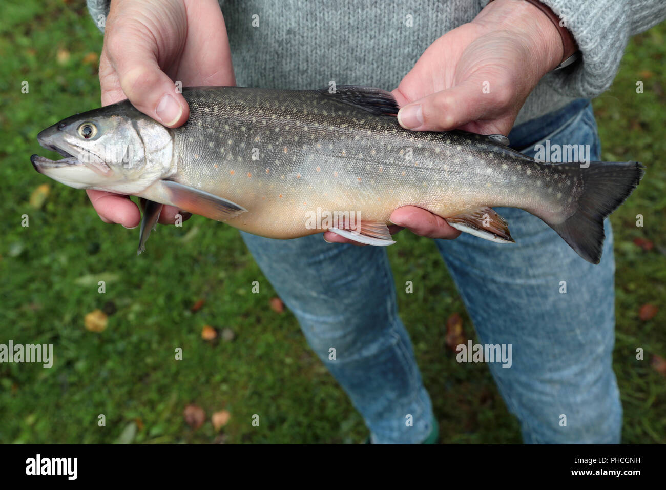 Brook Trout High Resolution Stock Photography and Images - Alamy