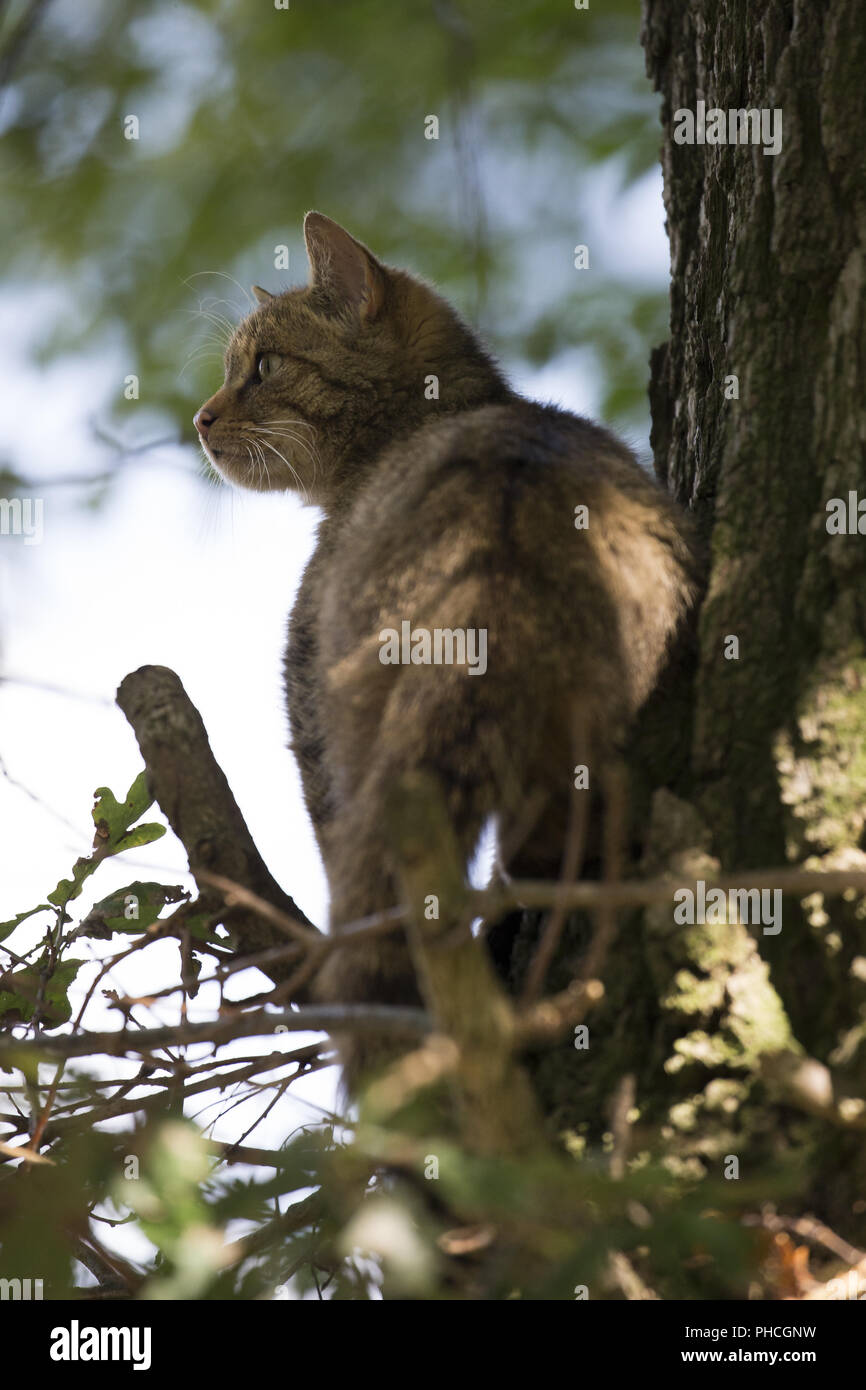 wildcat on a tree Stock Photo - Alamy