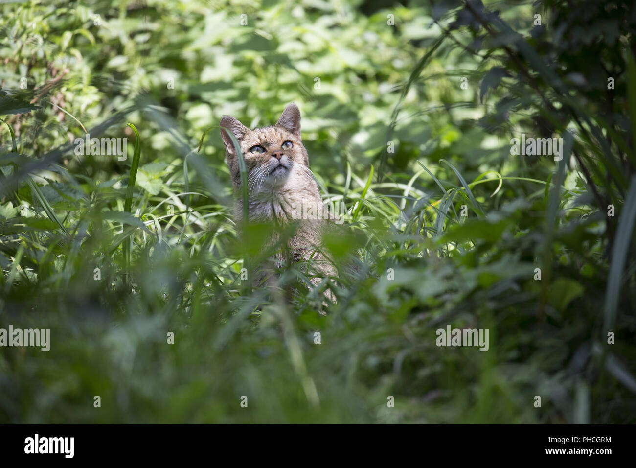 Frontal look looking at hi-res stock photography and images - Alamy