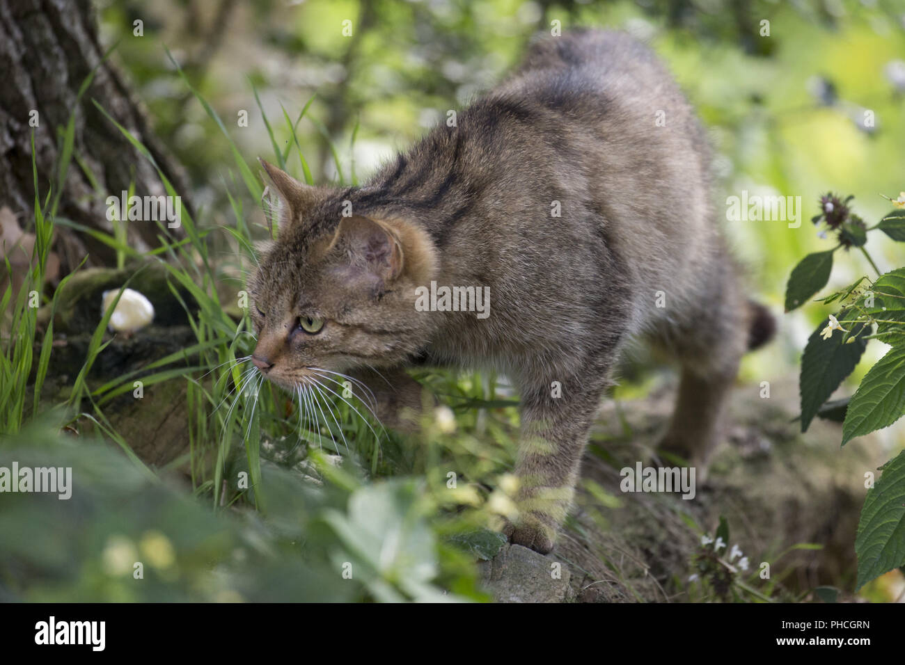 Slinking hi-res stock photography and images - Alamy