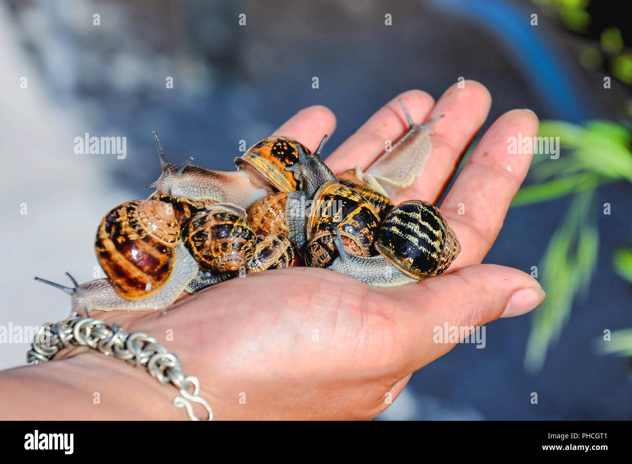 Edible snail escargot Stock Photo - Alamy